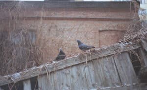 Zenit-12xp - Soviet Cameras